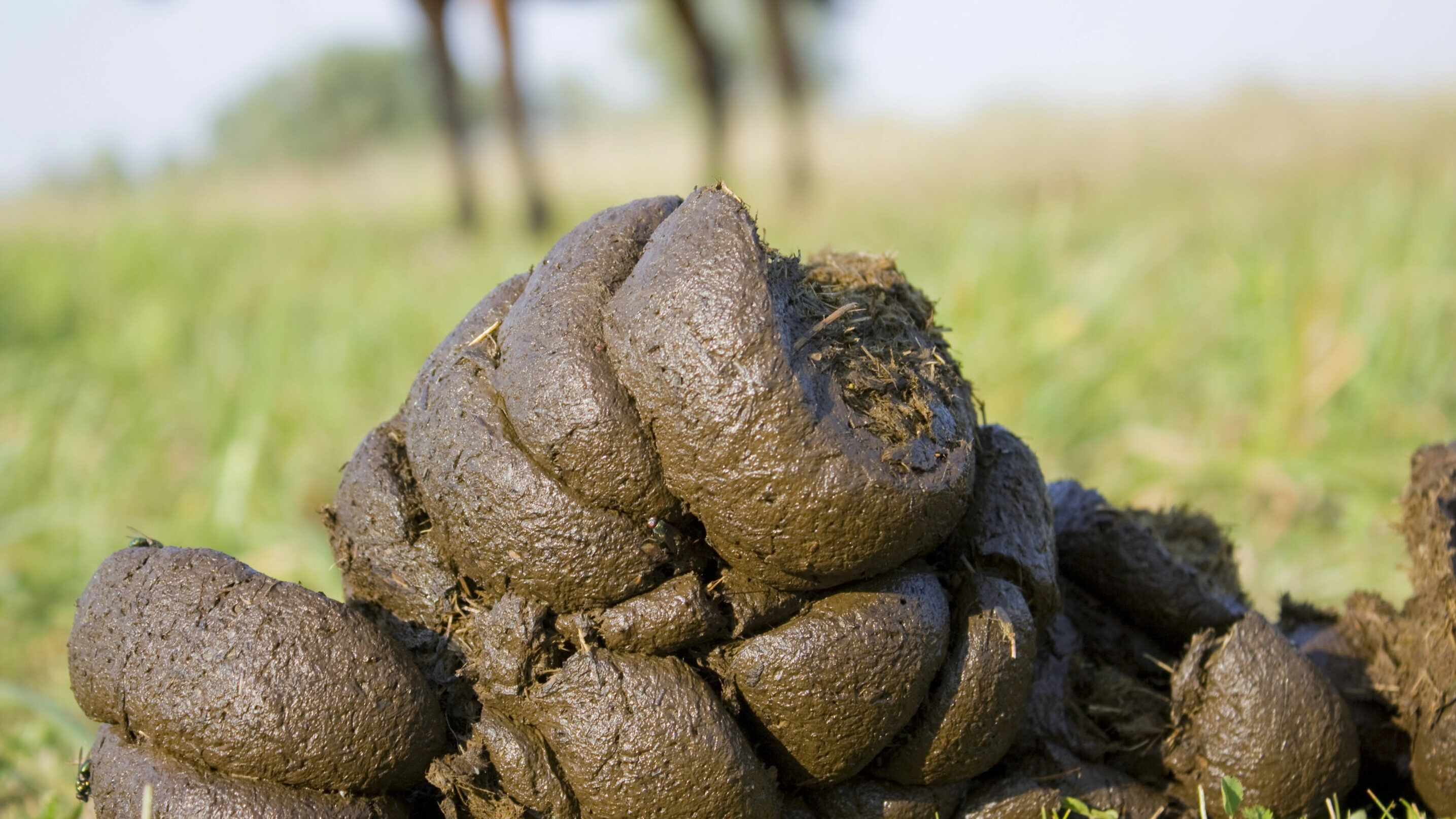 Beber de un orinal o un pastel con forma de caca: ¿cómo funciona el asco?